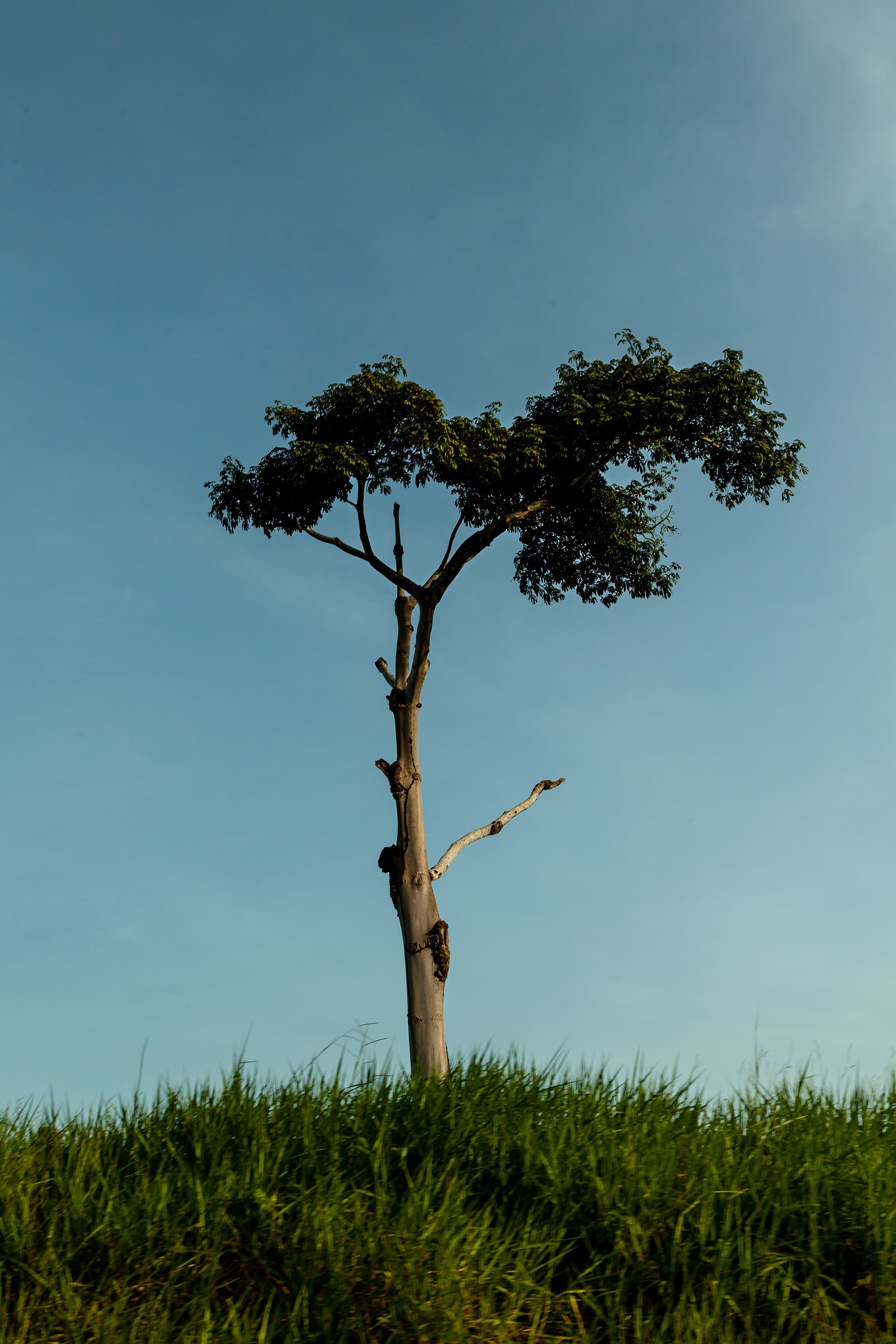 The Amazon Is A Woman | Atmos