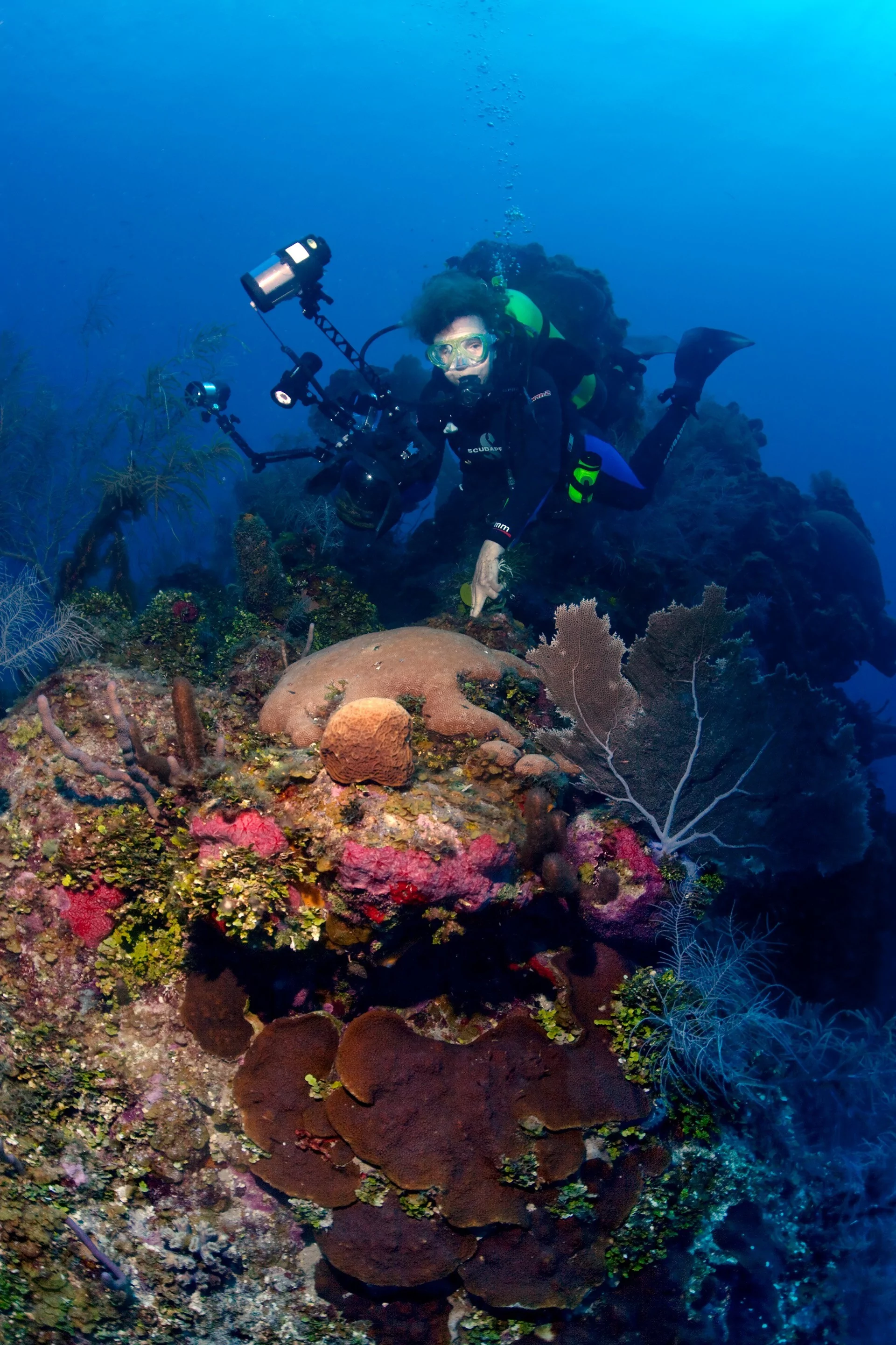 Flourish/Collapse | Atmos