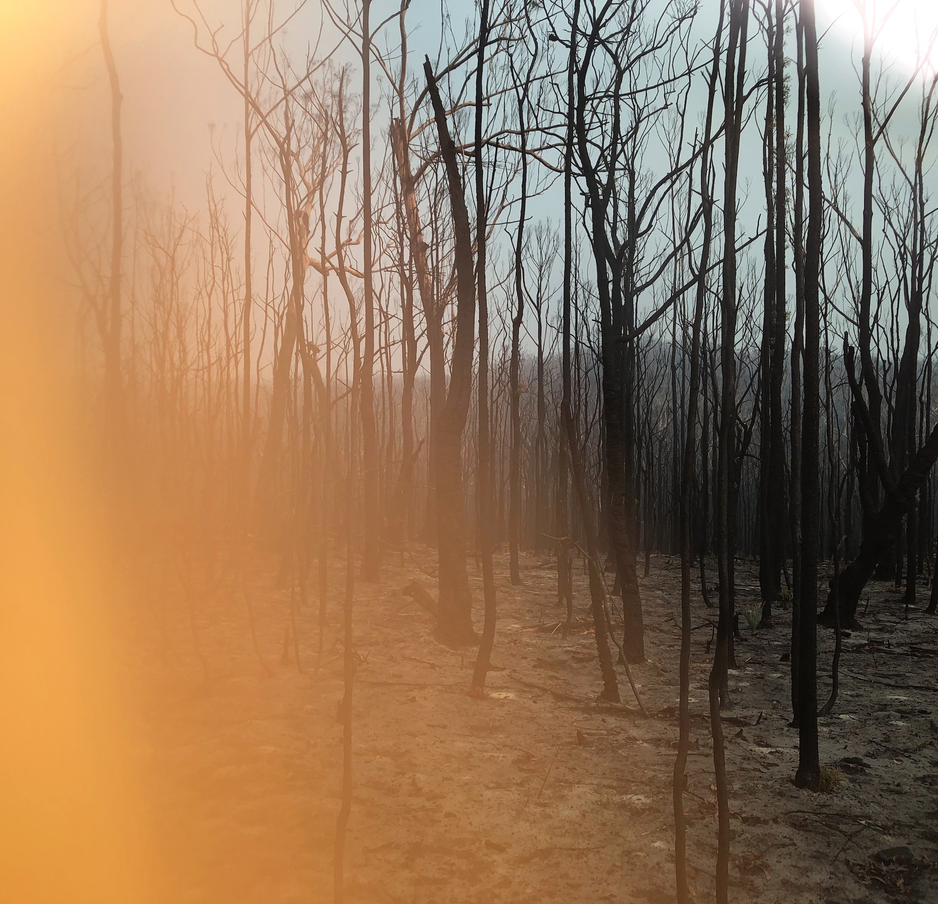 After The Fire: A Journey Through Yuin Country | Atmos