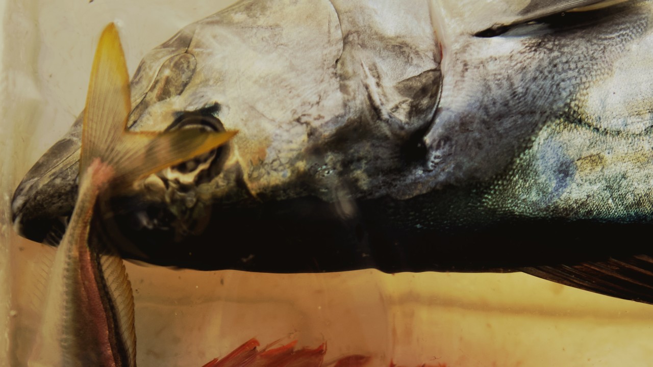 COVID-19 and Global Fishing Crisis in Instanbul, Turkey | Atmos