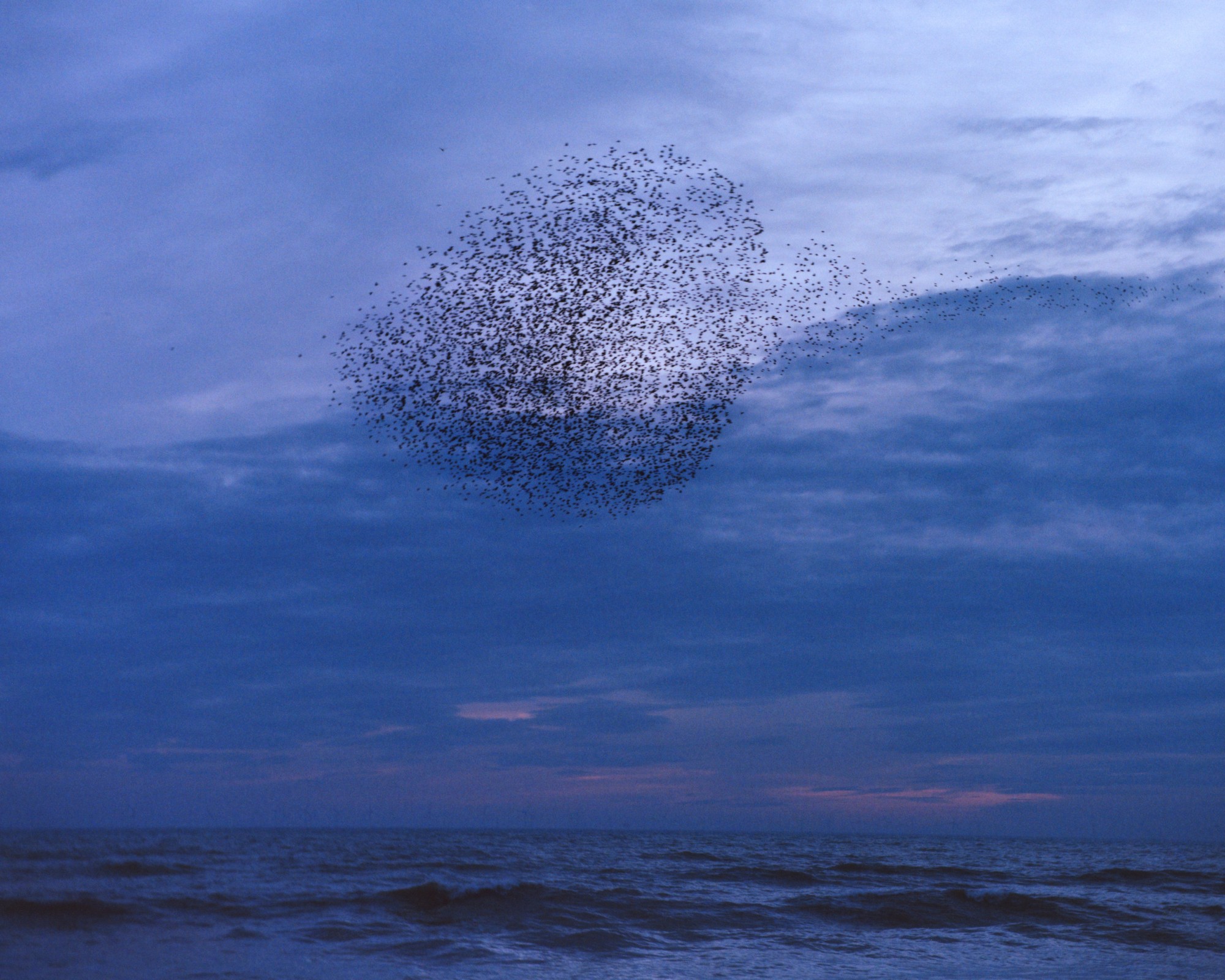 Baby Birds Learning To Fly Bird, Banded Kingfisher, Baby Birds Are ...