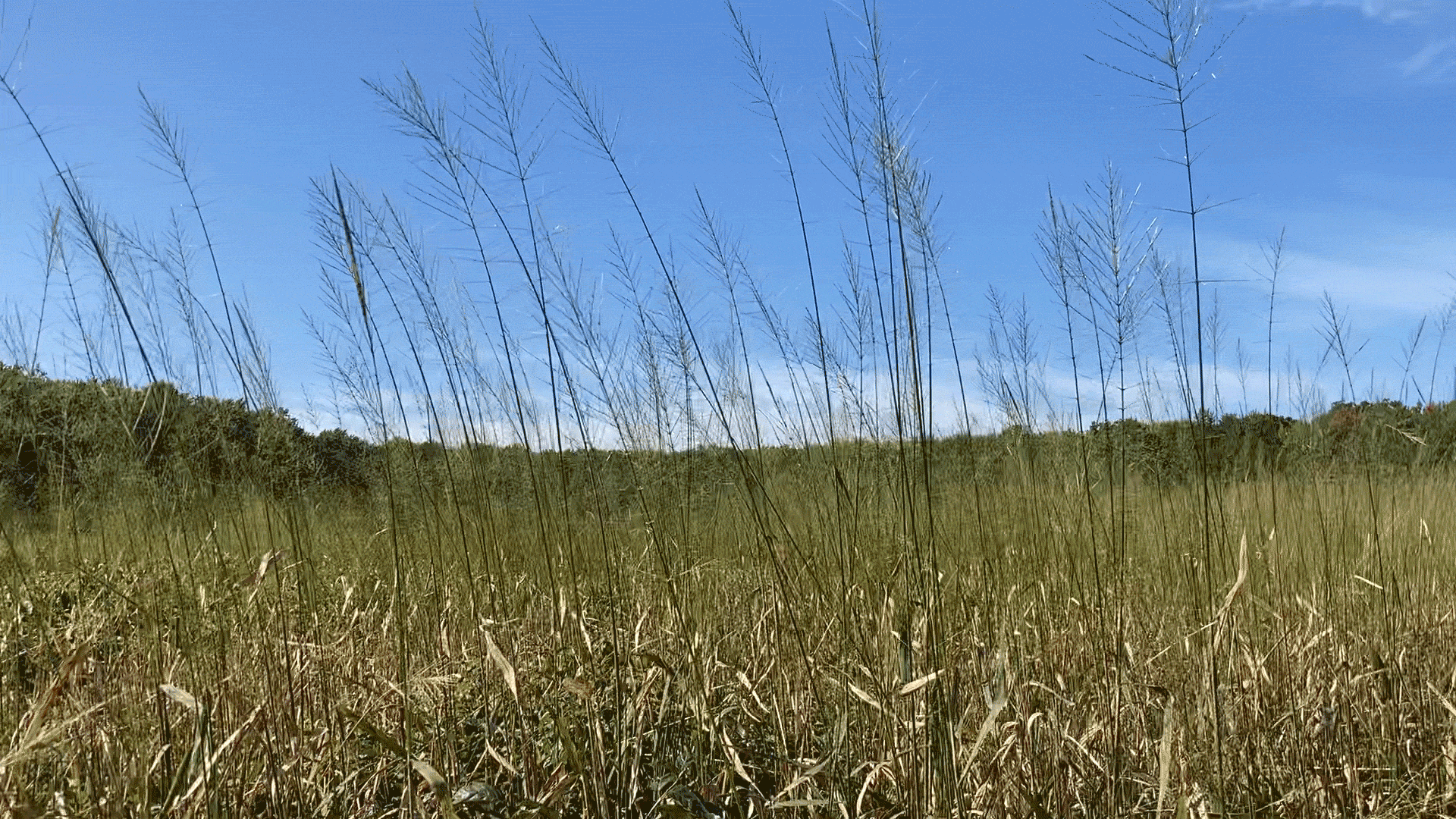 Defending Wild Rice | Atmos