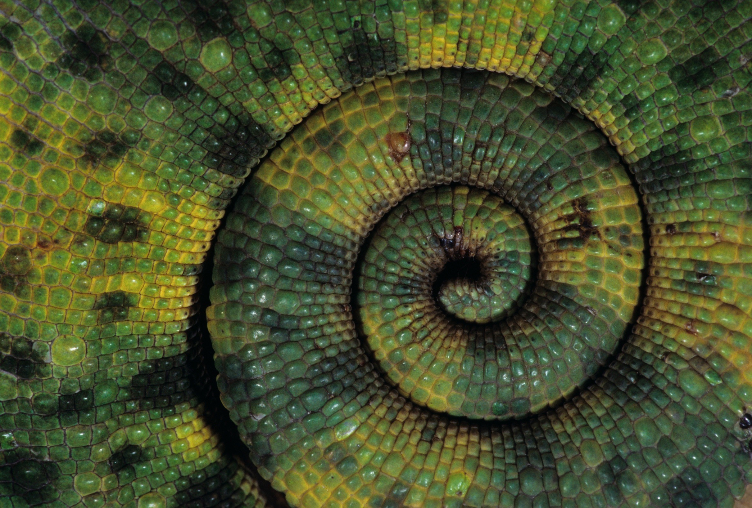 Adapt or Perish | Atmos