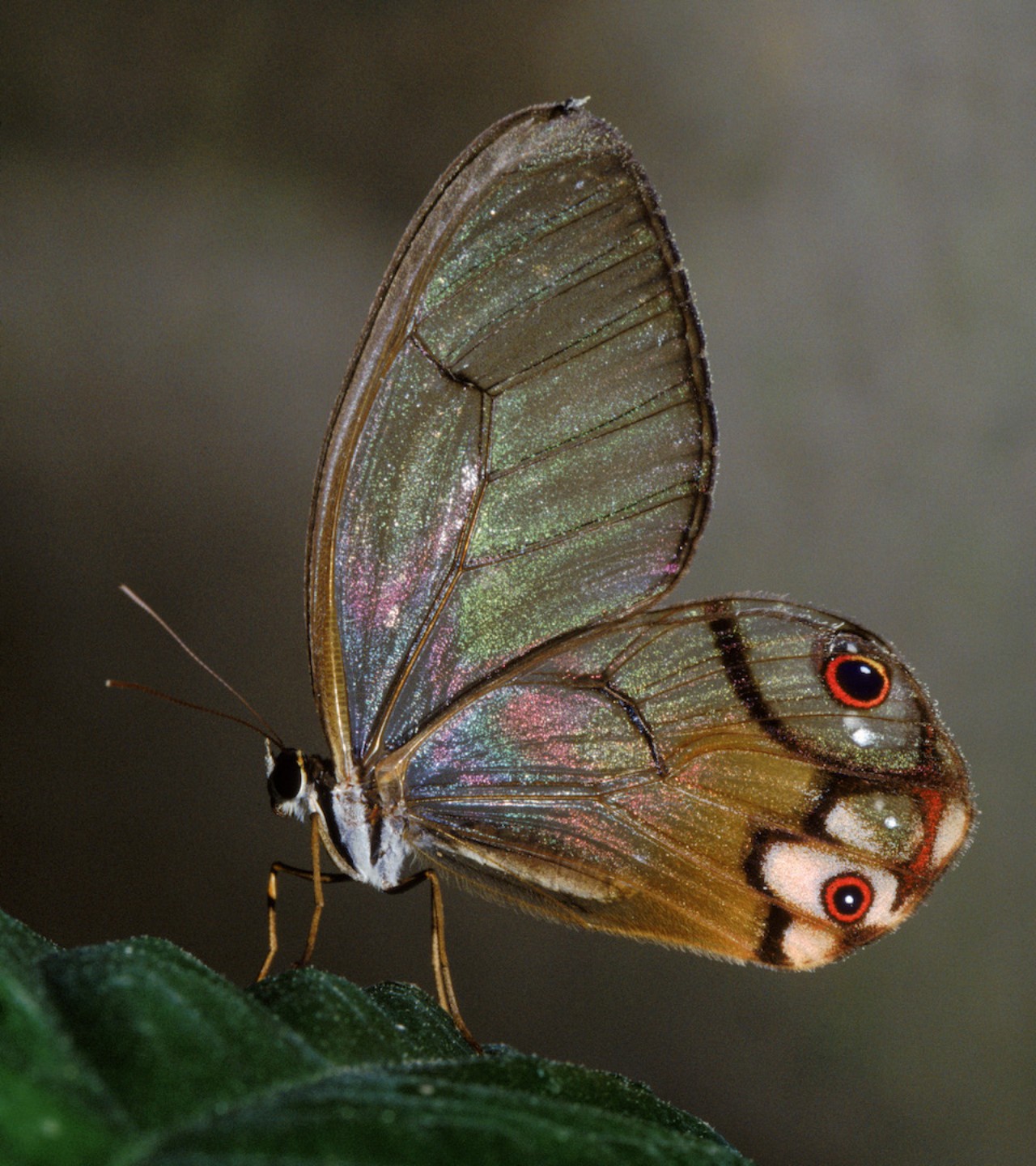 Madeleine Gregory | Atmos