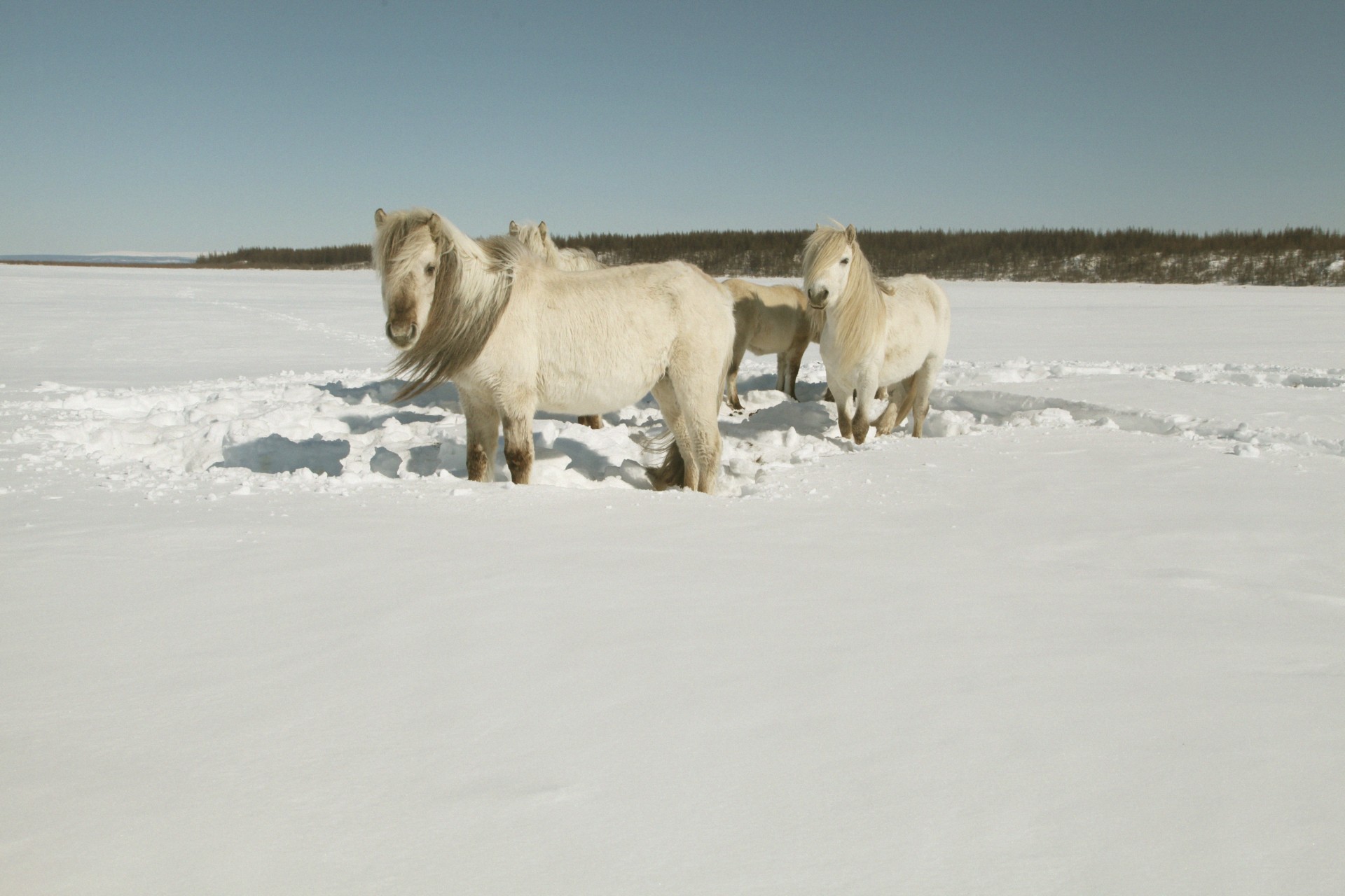 De-extinction: When Woolly Mammoths Return | Atmos