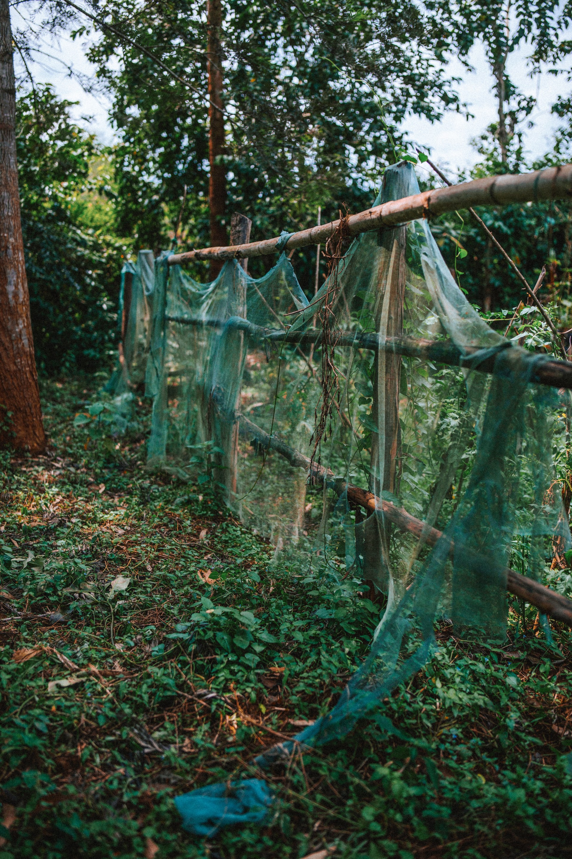 Dead Trees and Dying Traditions in Kenya’s Last Tropical Rainforest | Atmos