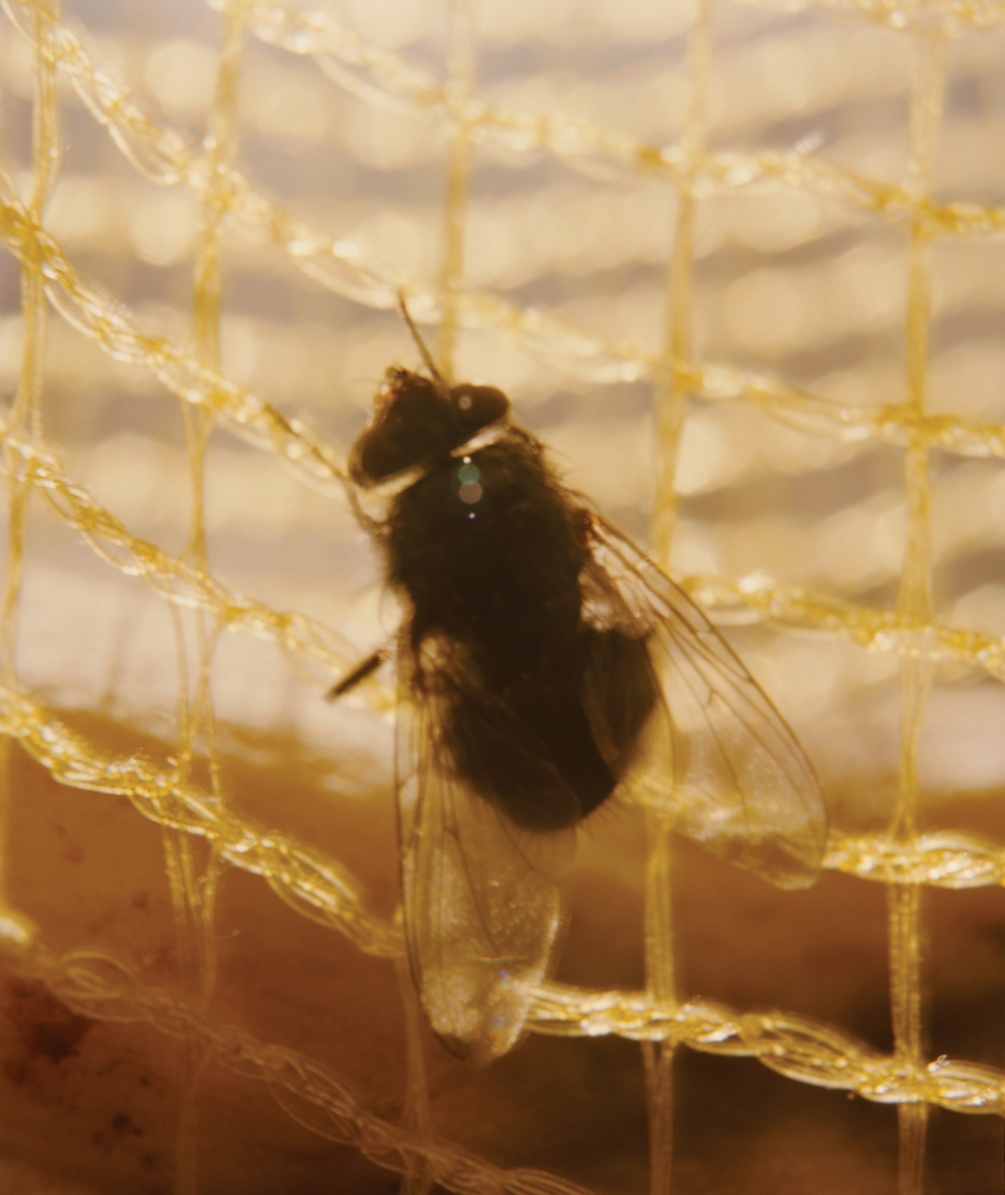 Why Black Soldier Fly Poop Is So Valuable | Atmos