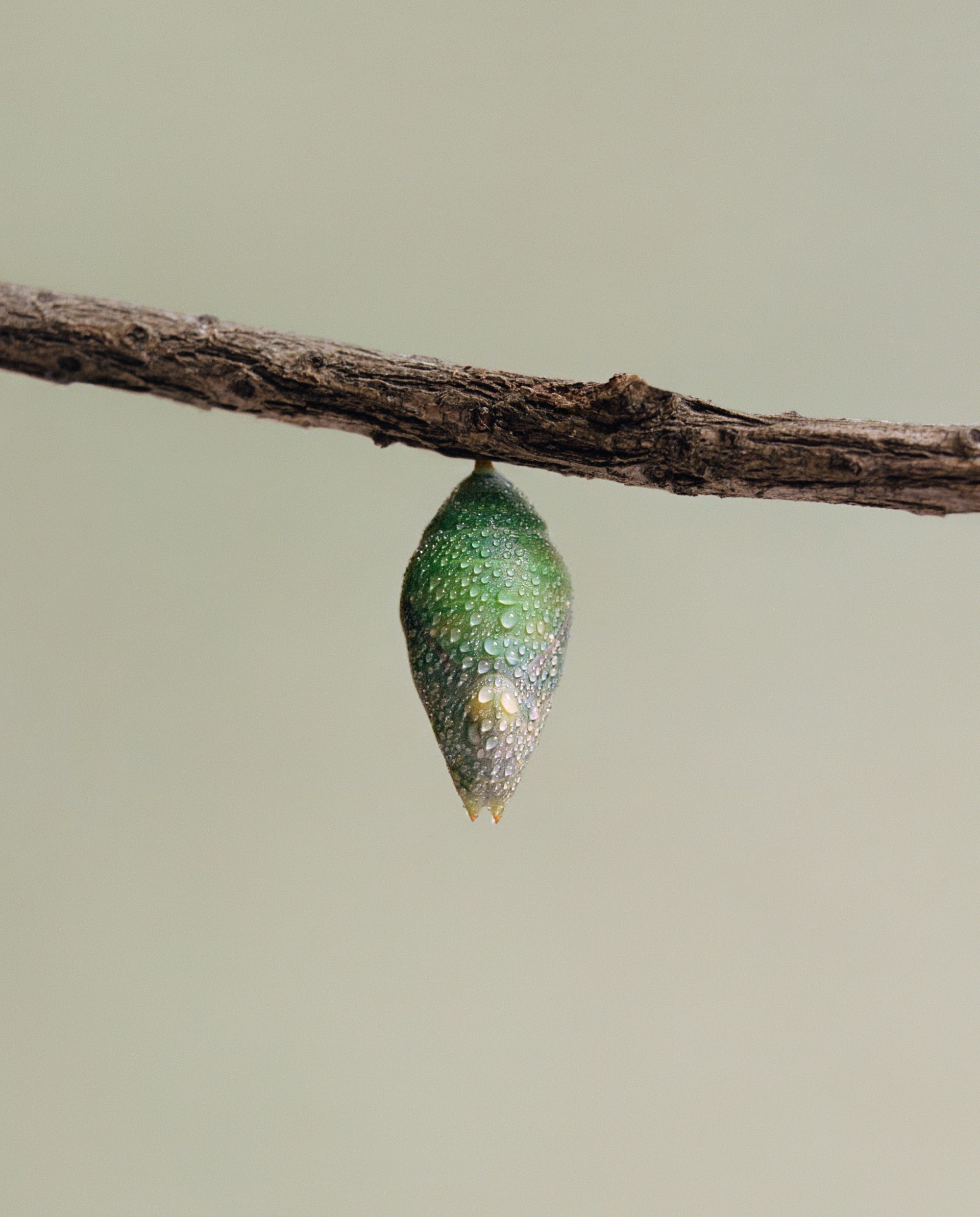 Evolution: Ben Toms Photographs Nature's Shapeshifters | Atmos