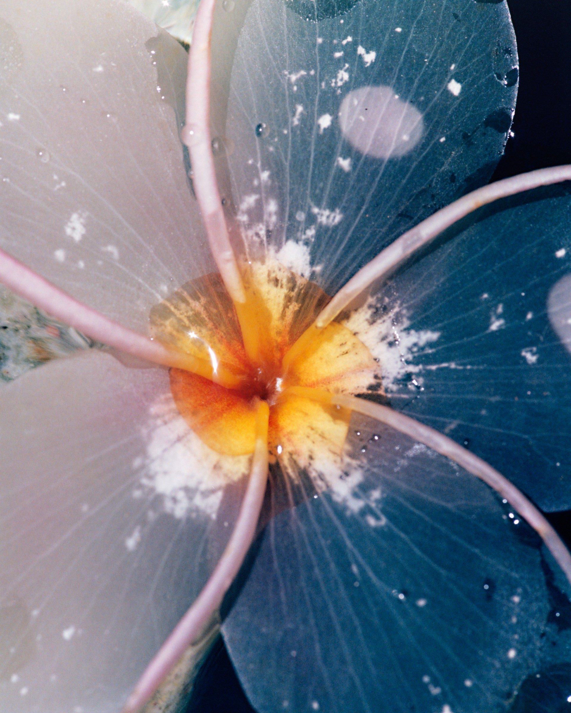 Jacques Brun: Photographing the Wonders of Nature | Atmos