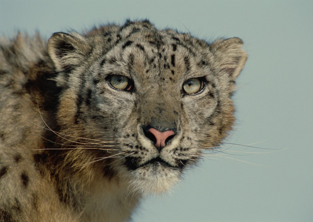 Ghosts in the Machine | Atmos