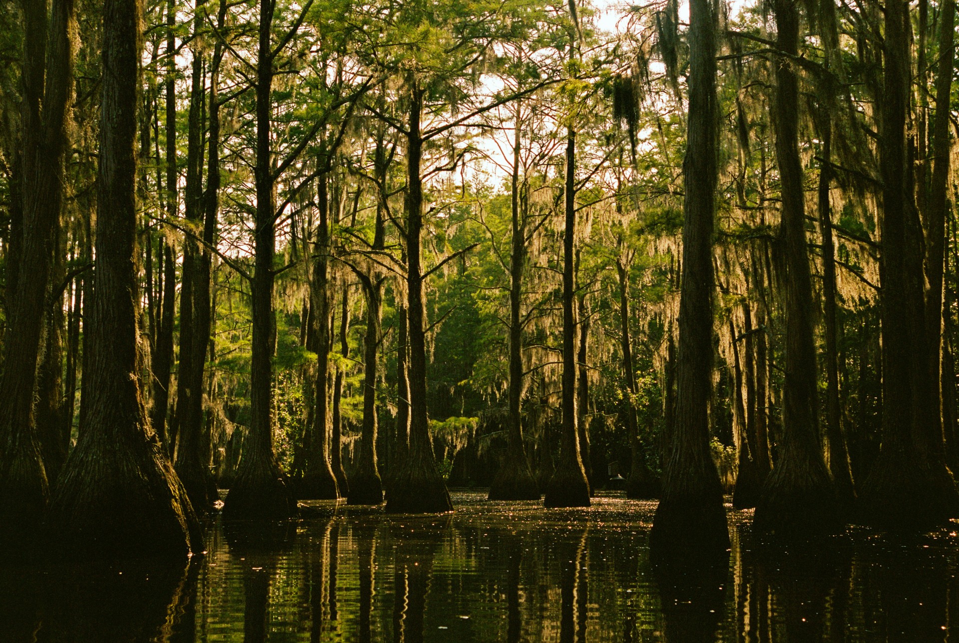 Alba Yruela Captures the Magic of Georgia’s Forests | Atmos