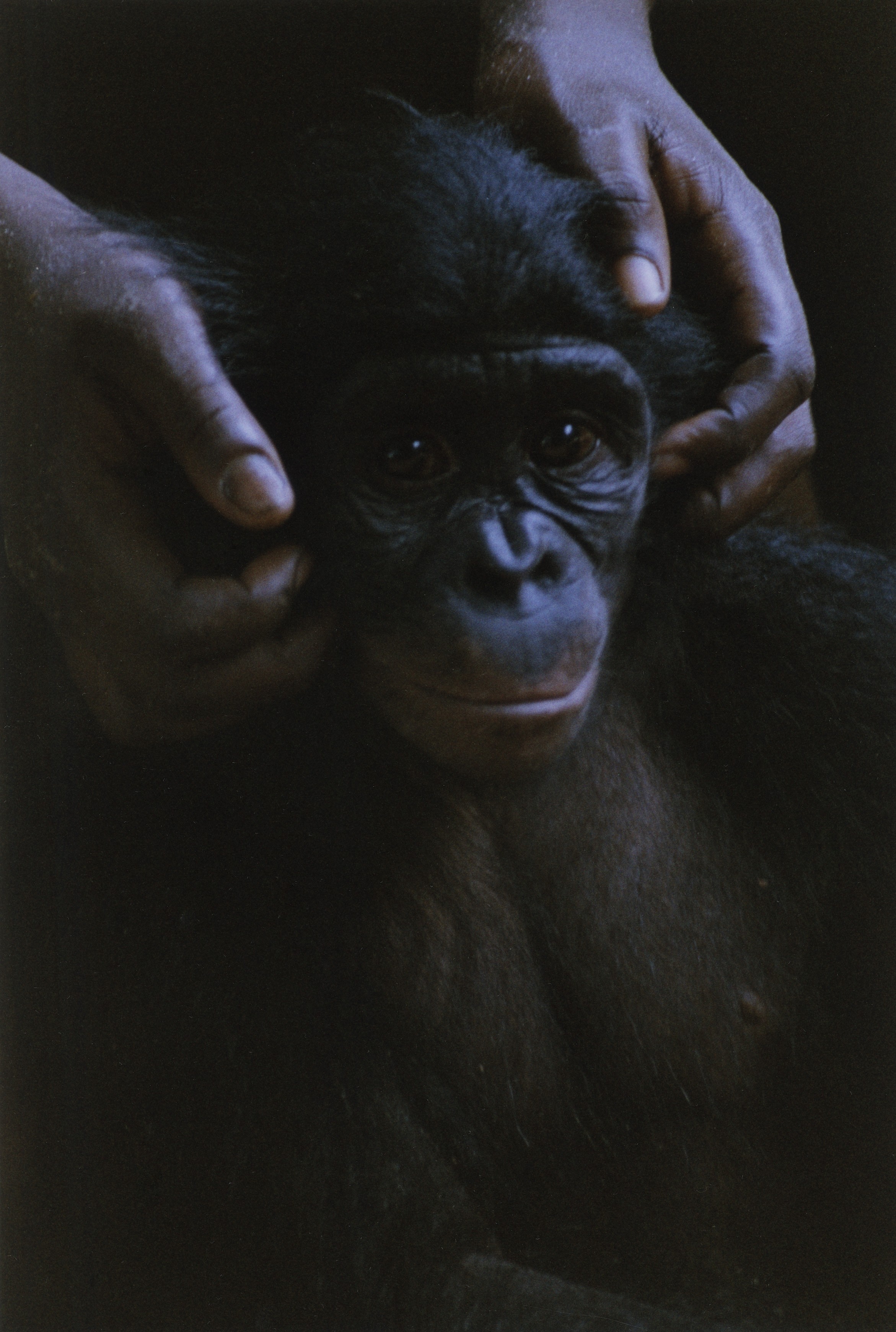 Bonobo Magasin Logo