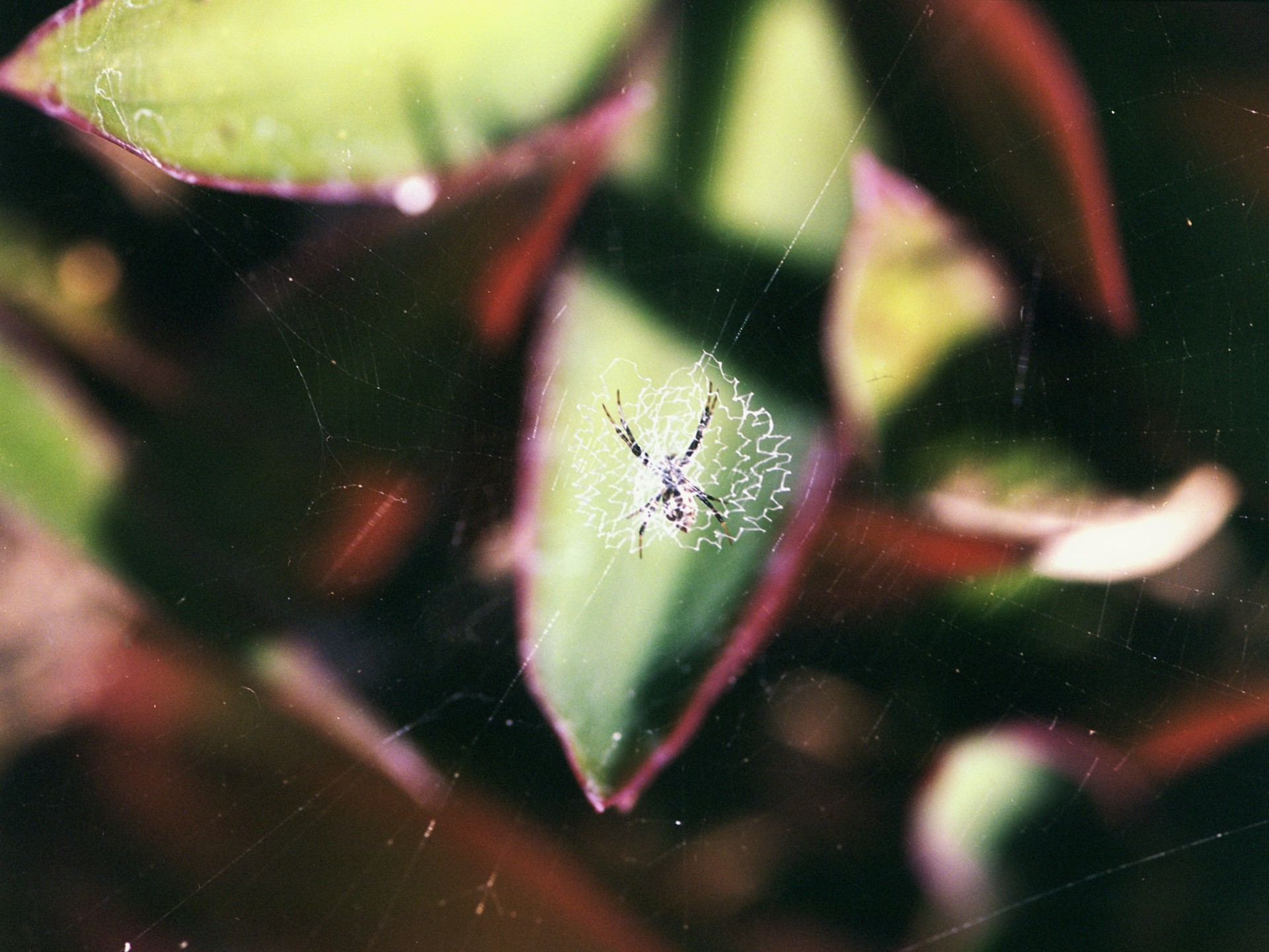 Web of Lives: Lessons From Iktomi the Spider God - Atmos